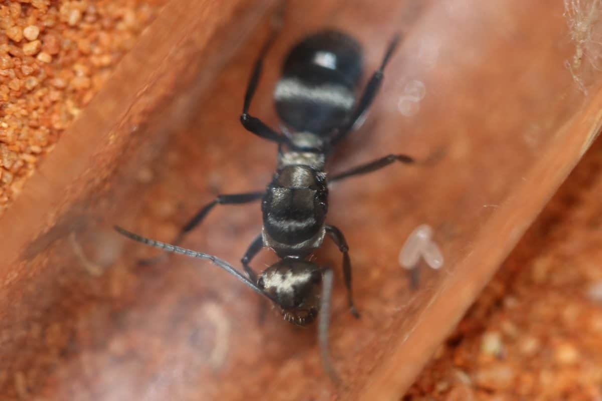 Polyrhachis daemeli Queen with Eggs/Larvae (Silver Spiny Ant) - Ants Online