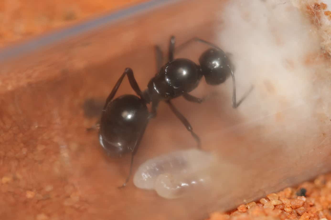 Polyrhachis australis Queen with Eggs/Larvae (Black Spiny Ant) - Ants ...