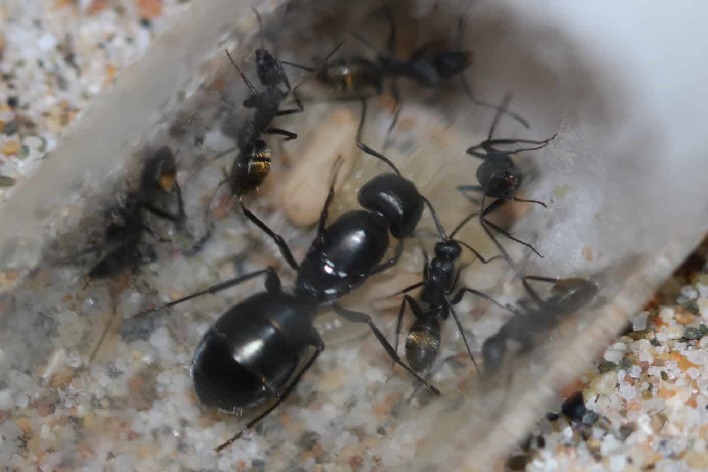 What Does A Sugar Ant Queen Look Like