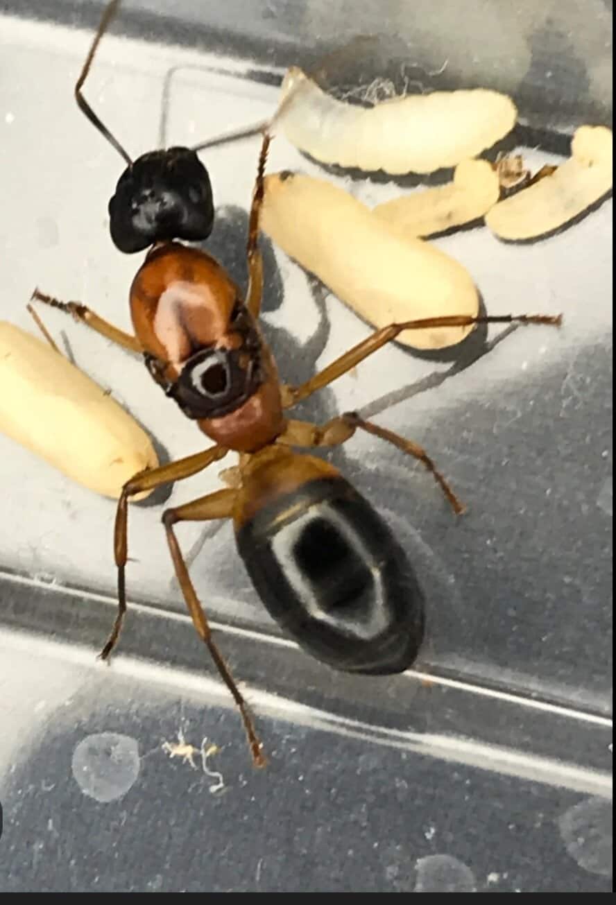 Banded sugar ant/camponotus consobrinus queens - Ants Online