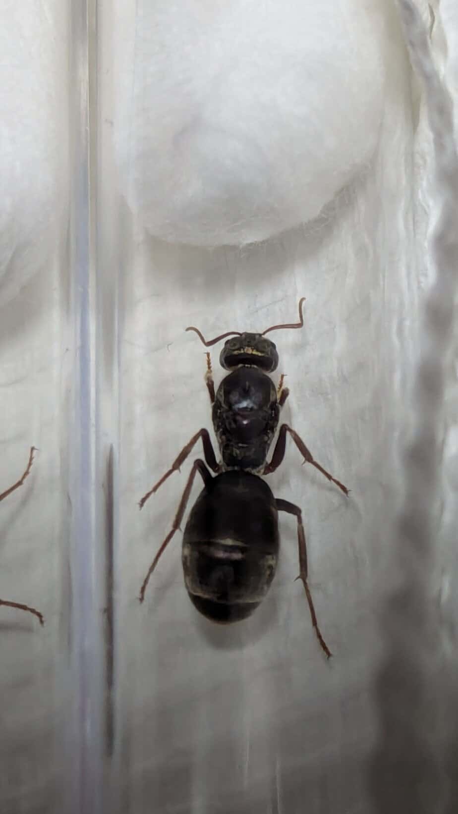 Fresh meat ant queens - Ants Online