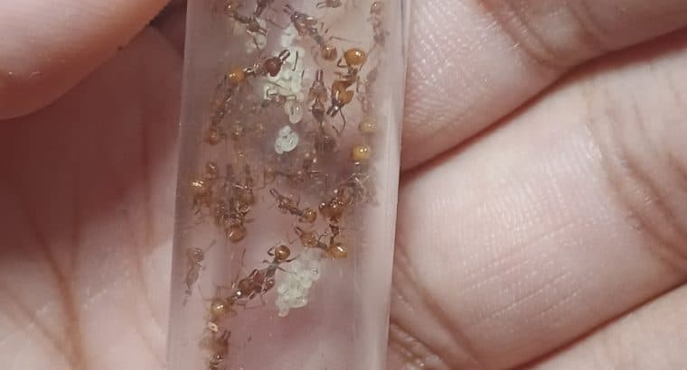 3 Queen Orectognathus versicolor colony (Rare Goblin Ants) - Ants Online