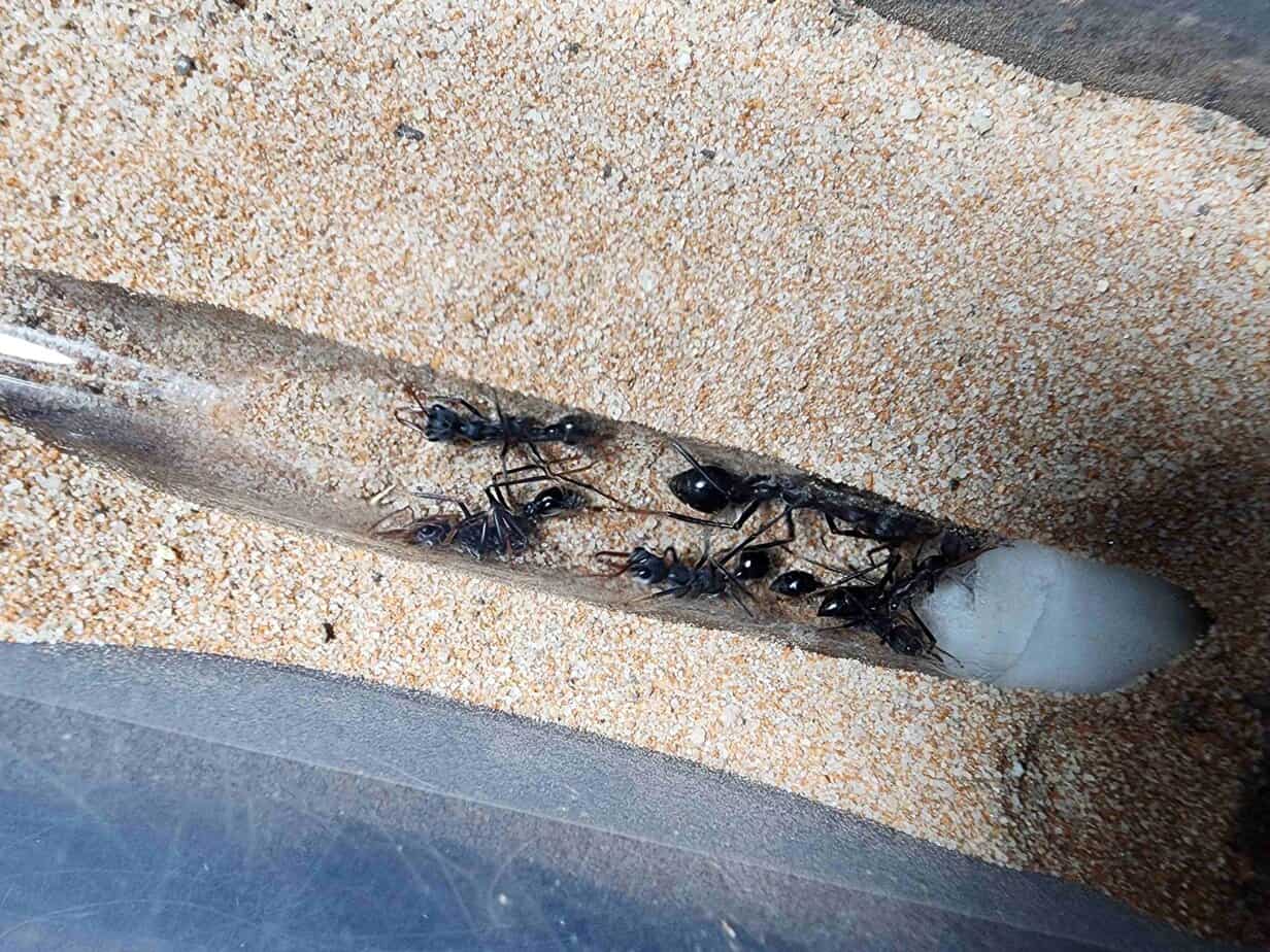 5 worker Myrmecia simillima colony - Ants Online