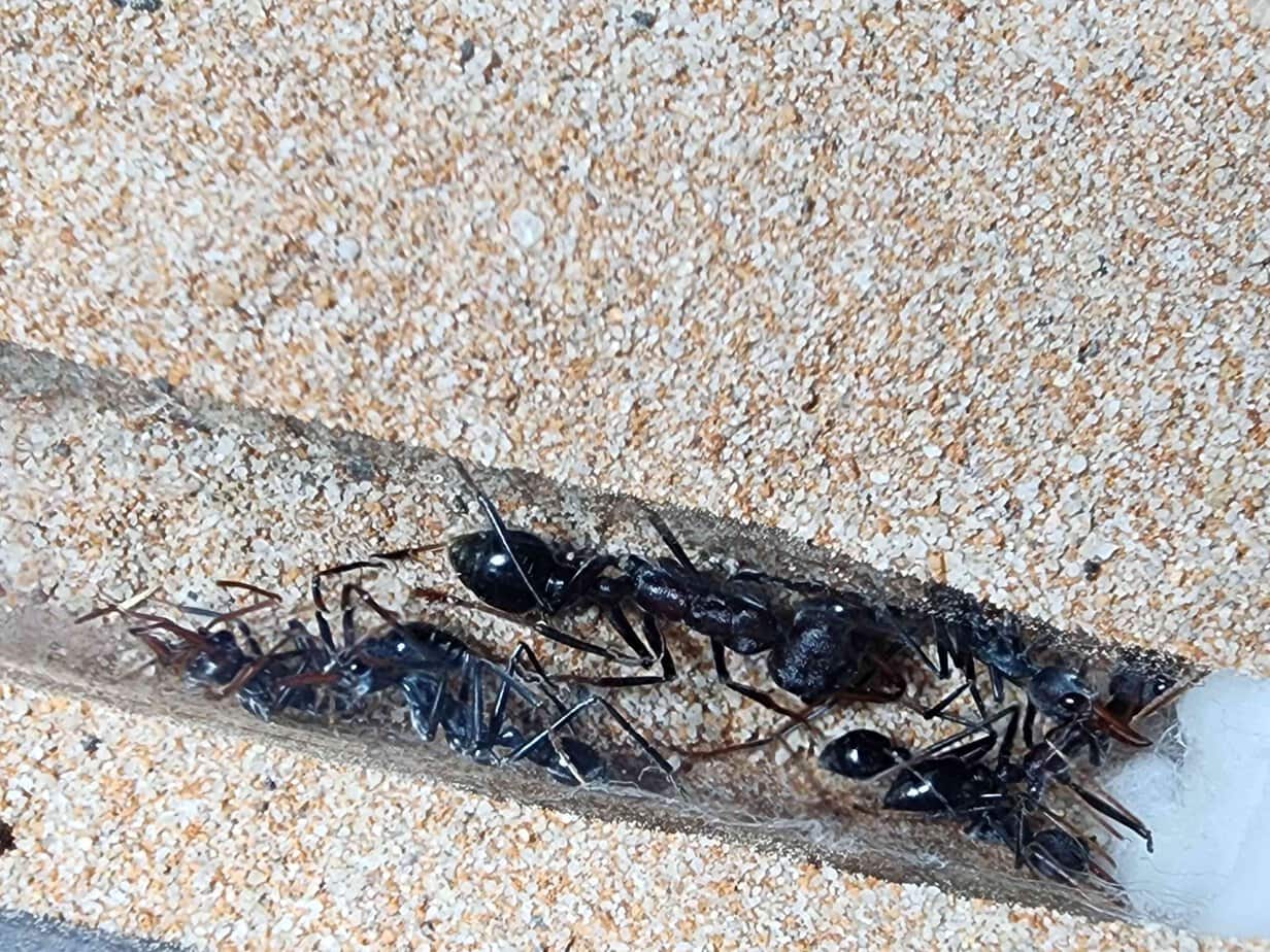 5 worker Myrmecia simillima colony - Ants Online