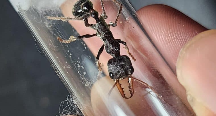 Myrmecia simillima and nigriceps queens - Ants Online