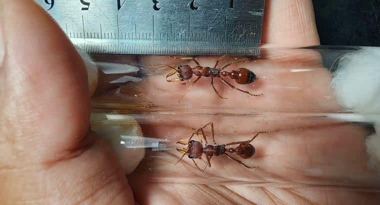 Myrmecia gulosa queen - Ants Online
