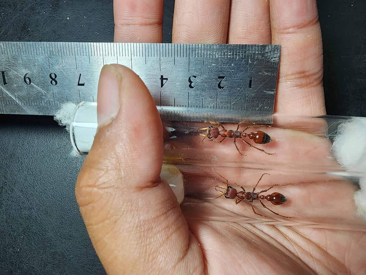 Myrmecia gulosa queen - Ants Online
