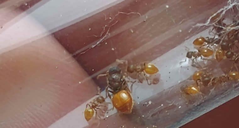 Shield Ant Colonies (single and dual queens) Meranoplus minor - Ants Online