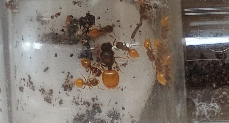Shield Ant Colonies (single and dual queens) Meranoplus minor - Ants Online