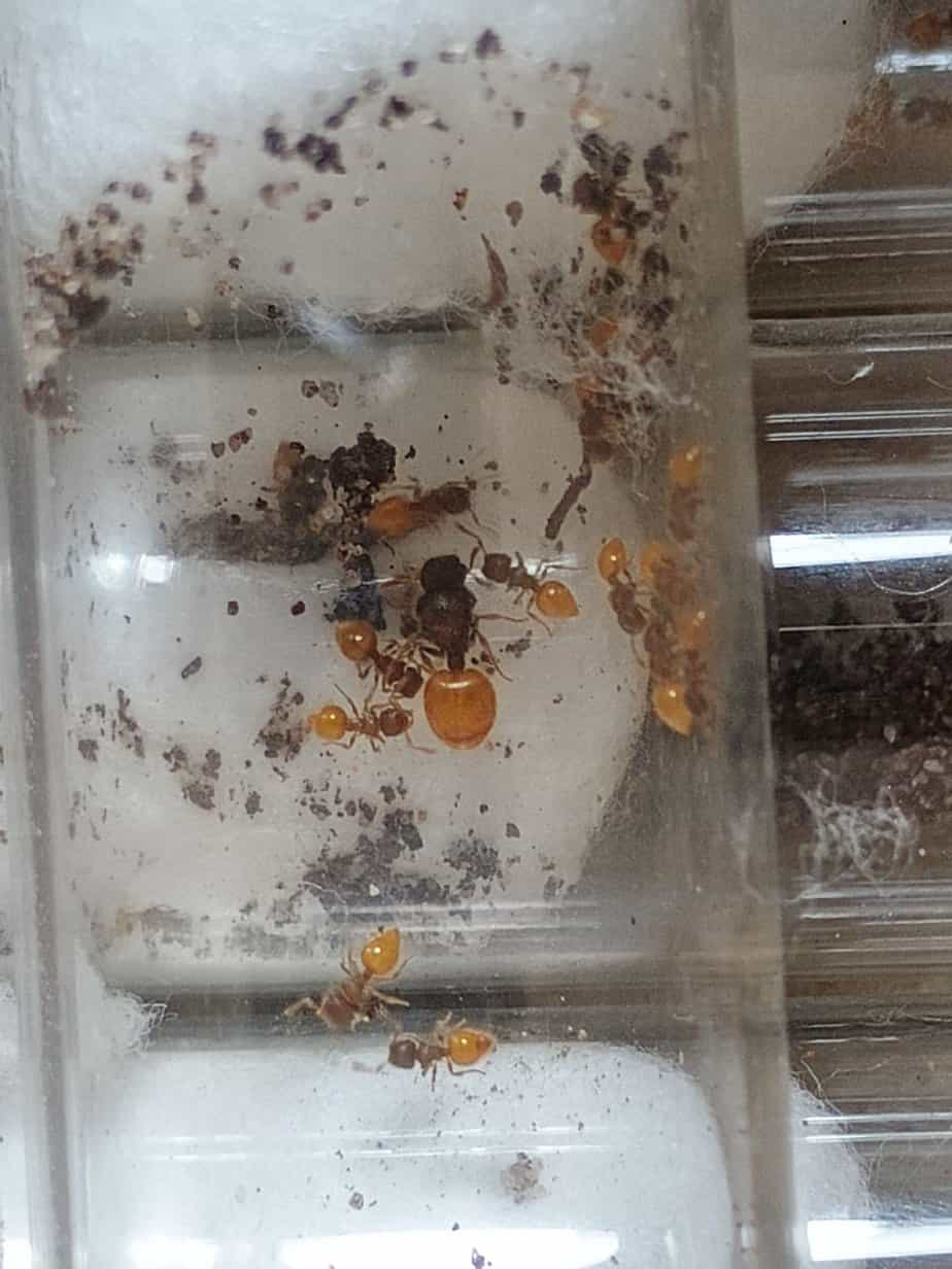 Shield Ant Colonies (single and dual queens) Meranoplus minor - Ants Online