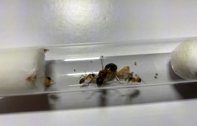 Banded Sugar Ant Colony - Ants Online