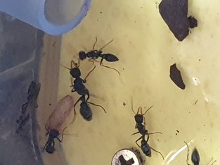 Myrmecia Archives - Ants Online