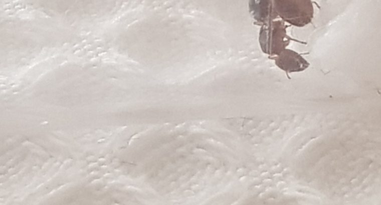 2 Queen Pheidole Colony - Ants Online
