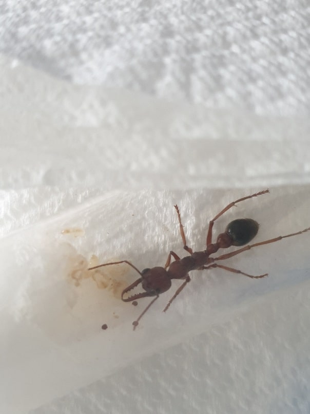 Myrmecia simillima - Ants Online