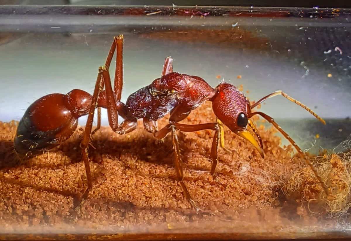 Myrmecia gulosa and nigrocincta queen - Ants Online