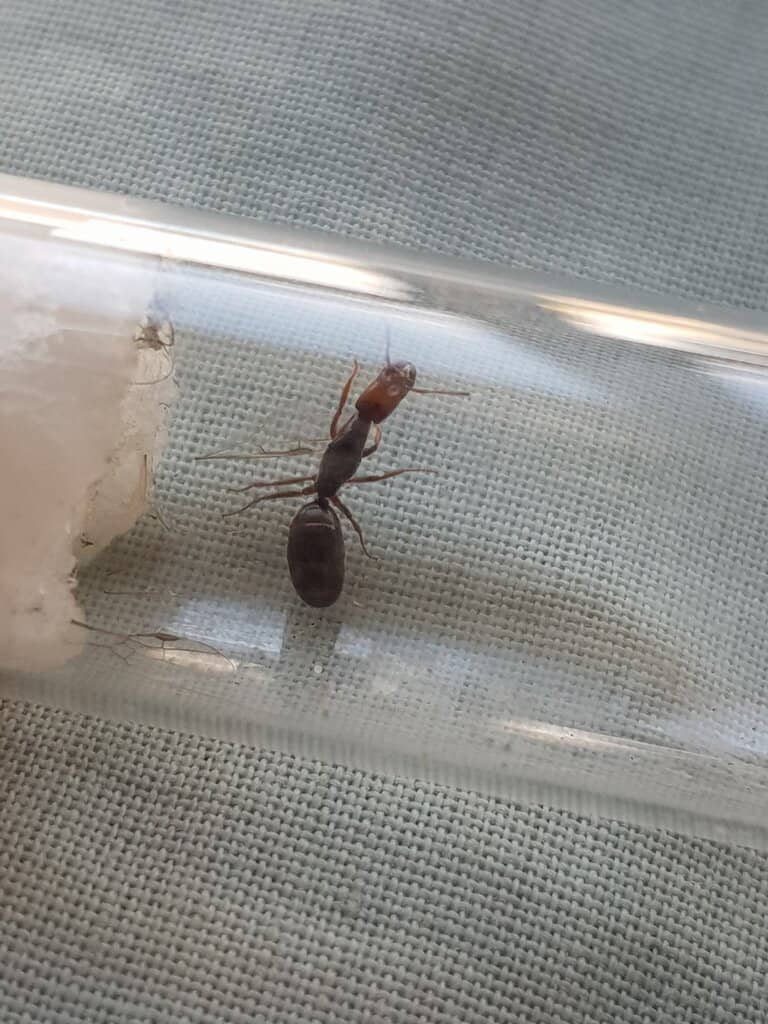 Anonychomyrma and Notoncus Queens For Sale - Ants Online