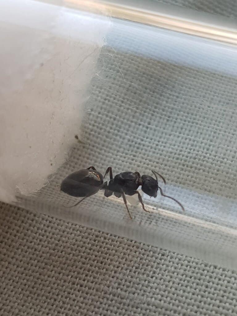 Anonychomyrma and Notoncus Queens For Sale - Ants Online