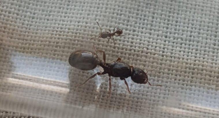 Red Pheidole Queen and Black Pheidole Colony For Sale - Ants Online