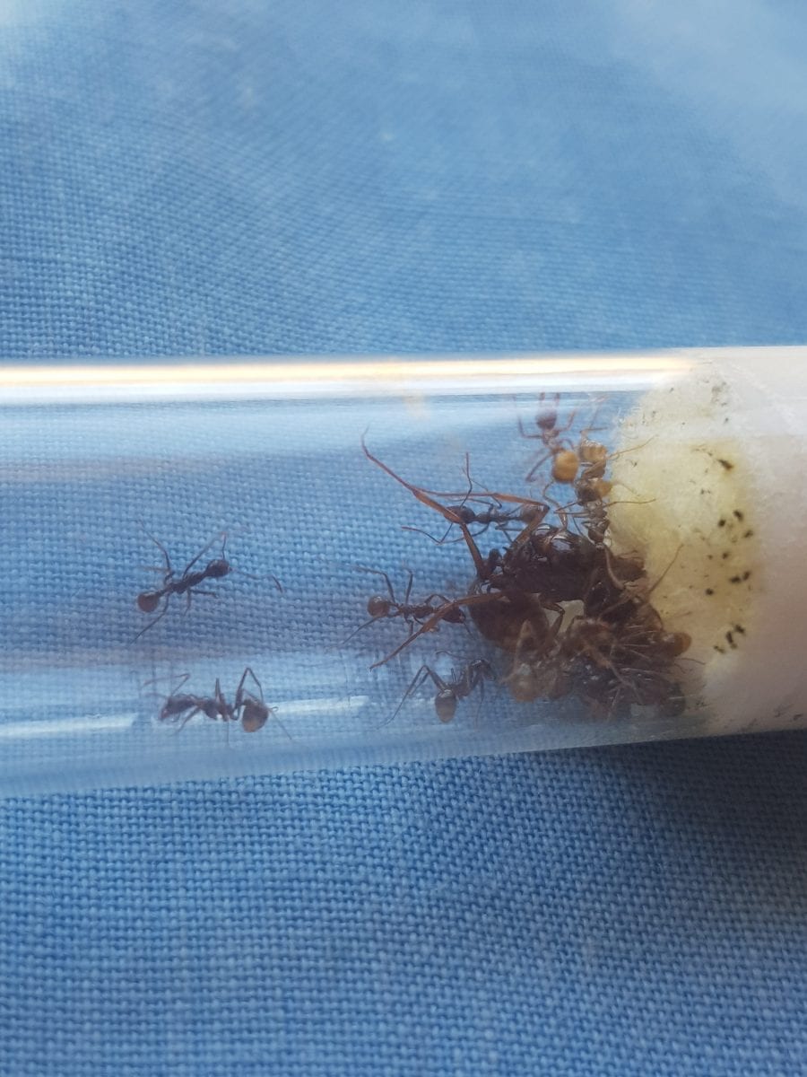Aphaenogaster longiceps queen and workers for sale - Ants Online