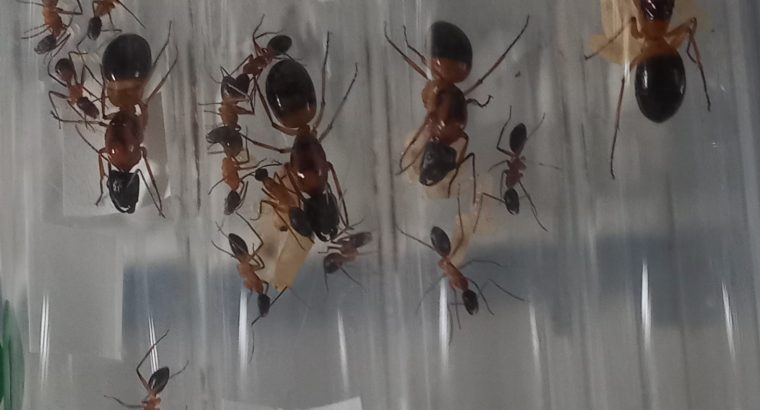 Cheap and affordable ant queens for sale! - Ants Online
