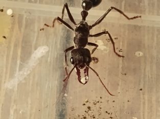 Myrmecia Pyriformis Queen with eggs - Ants Online