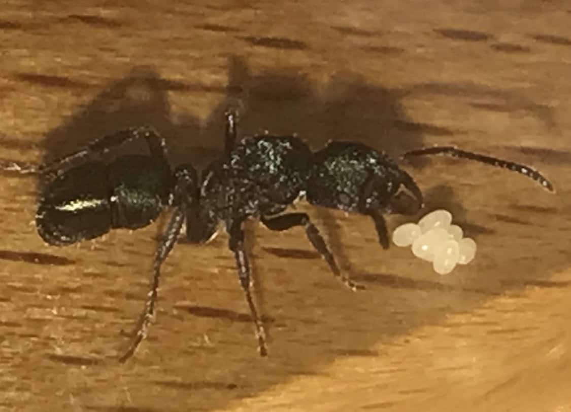 Green headed ant queen with brood - Ants Online