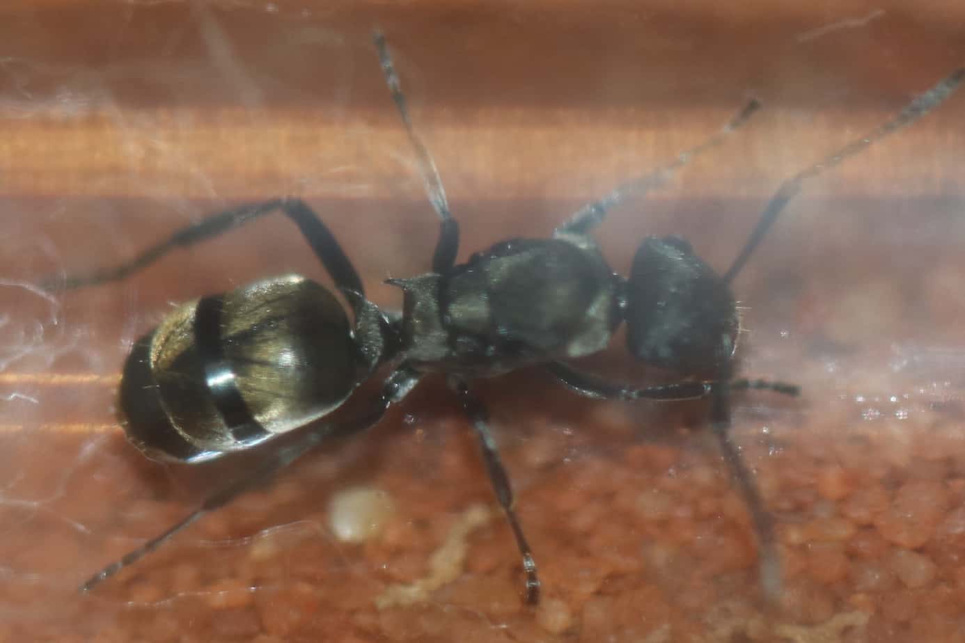 Polyrhachis cf. vermiculosa Queen with Eggs/Larvae (Small Gold Spiny ...