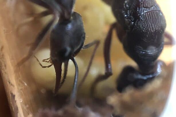 Myrmecia Forficata Colony! 1 worker, 4 larvae and one cocoon. - Ants Online