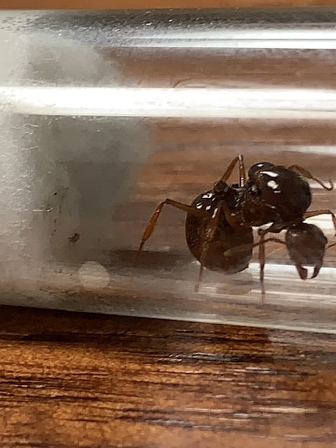 Aphaenogaster Longiceps Queen With Brood - Ants Online