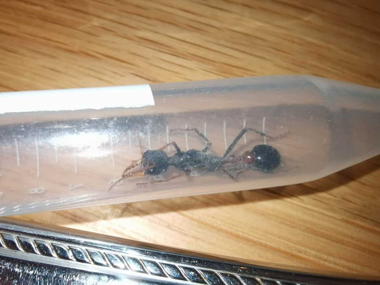 Myrmecia rufinodis queen for sell - Ants Online
