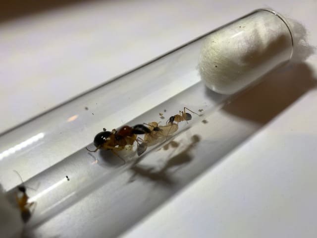 Banded Sugar Ant Colony - Ants Online