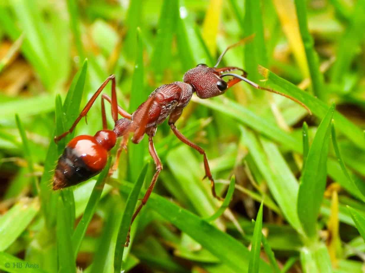 Myrmecia nigriscapa queens - Ants Online