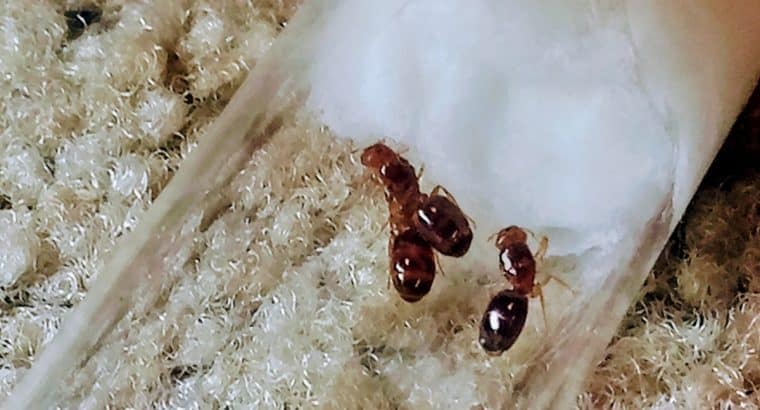 Triple pheidole Queen colony’s for sale cheap - Ants Online
