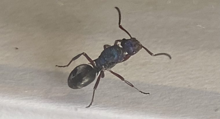 Green/purple queen ants polyrhachis hookeri with eggs, many available ...