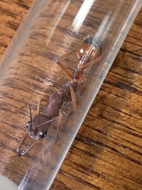 Myrmecia nigriscapa queen - Ants Online