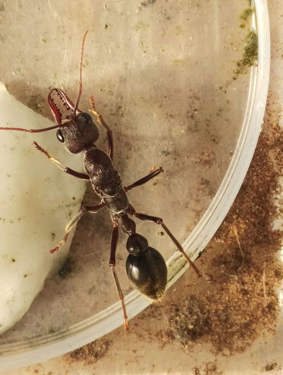 Myrmecia Pyriformis Queen with eggs - Ants Online