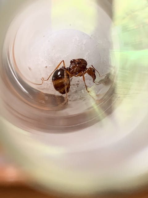 Aphaenogaster Longiceps Queen With Brood - Ants Online