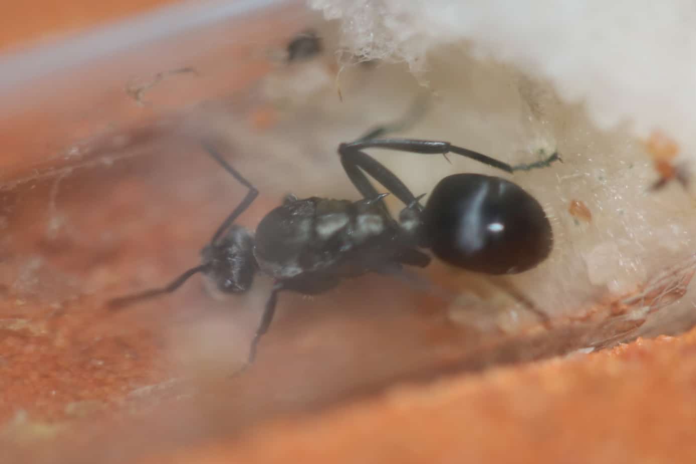 Assorted Polyrhachis sp. Queens - Ants Online