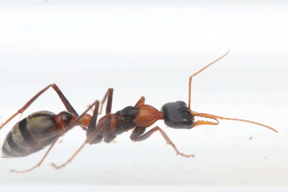 Myrmecia nigrocincta queen - Ants Online