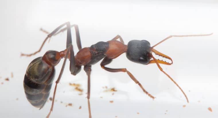 Myrmecia nigrocincta queen - Ants Online