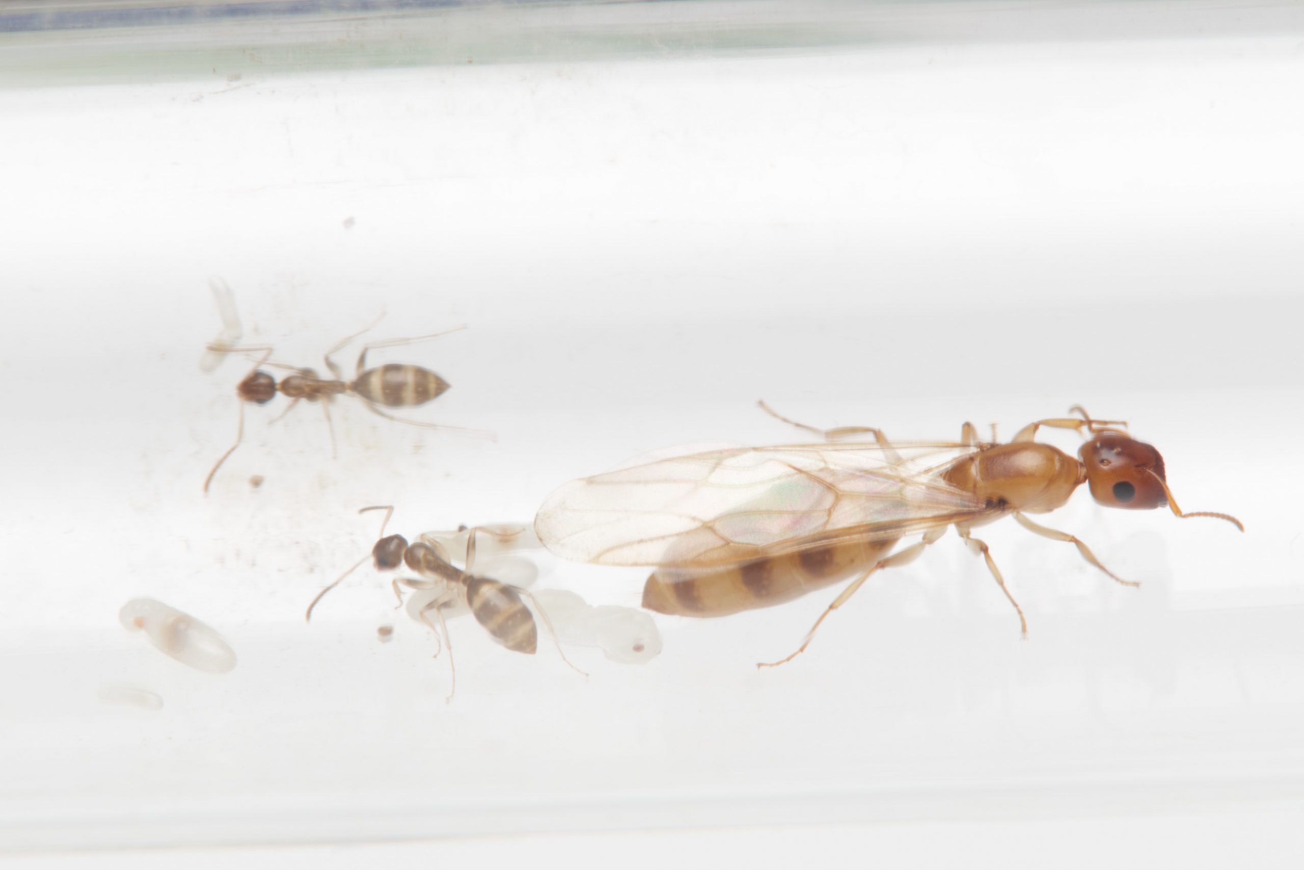 Colobopsis macrocephala colony - Ants Online