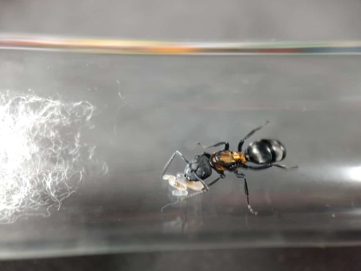 Polyrhachis ornata queens - Ants Online