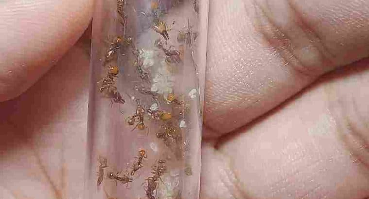 Various Goblin Ant Colonies (Orectognathus species) Versicolor and ...