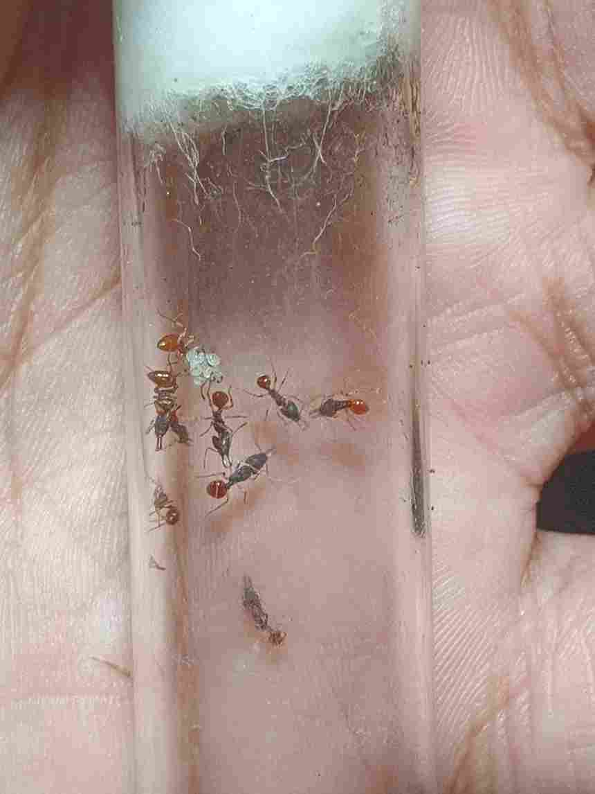 Various Goblin Ant Colonies (Orectognathus species) Versicolor and ...