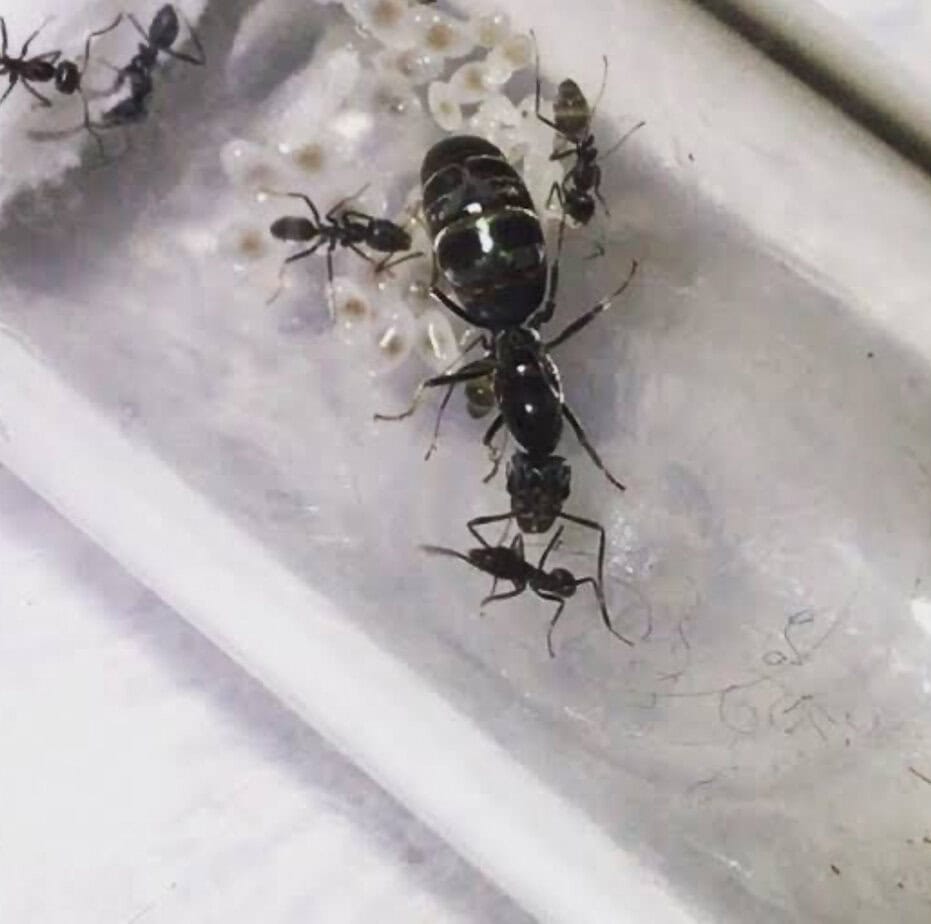 Ant starter kits starting at $20 (includes queen ant!) - Ants Online