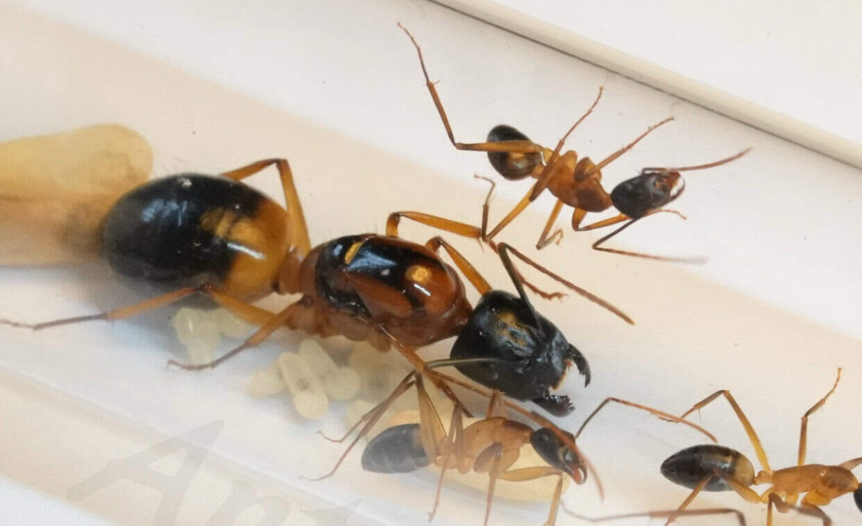 Healthy banded sugar ant queens with eggs/larvae - Ants Online