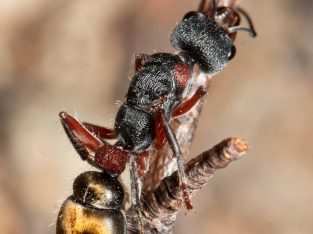 WTB Freshly caught Myrmecia chrysogaster queen/queens - Ants Online