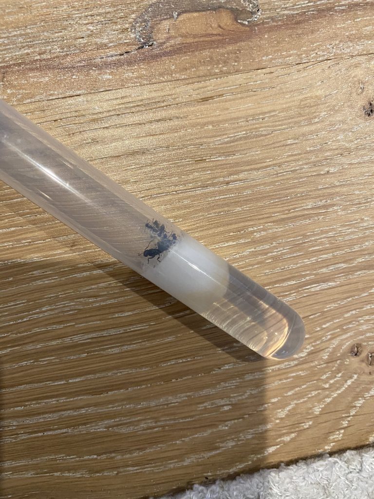 Notoncus sp. - Ants Online