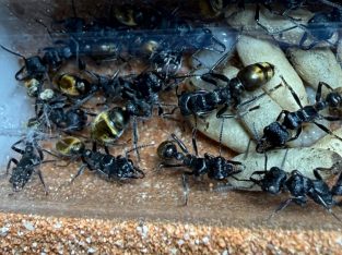 Myrmecia clarki multiqueen colony - Ants Online