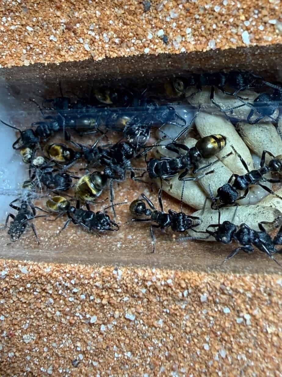 Bull Ants For Sale - Ants Online